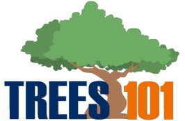 Trees 101 | Houston, TX Emergency Tree Removal & Trimming